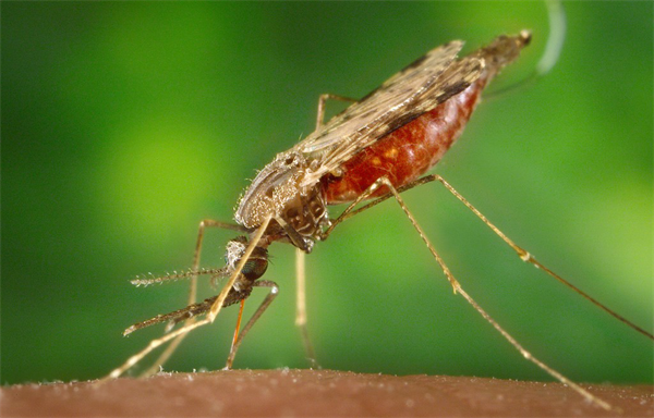 MUỖI ANOPHELES
