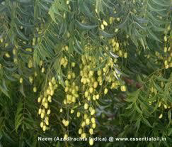 Cây Neem Ấn Độ (azadirachta indica)